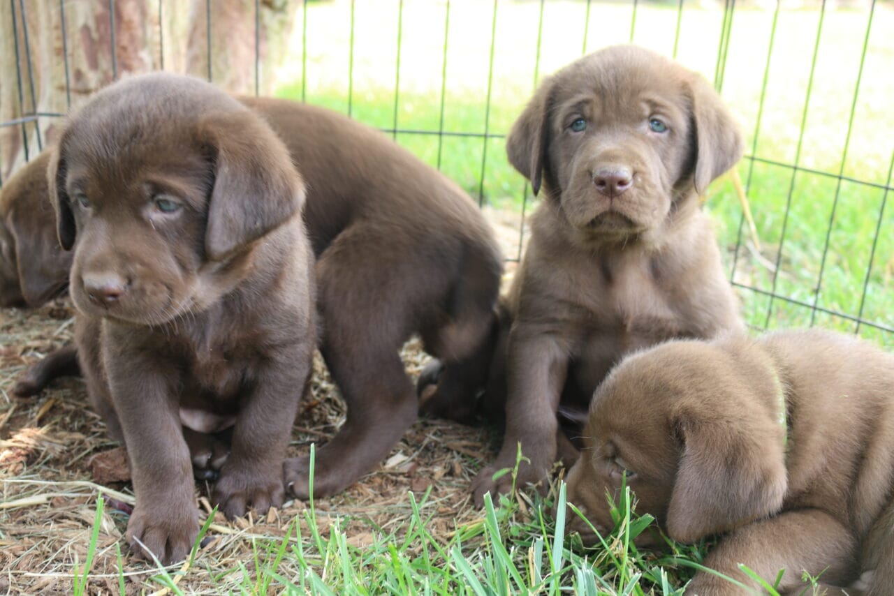 Puppies - Our Father's Farm